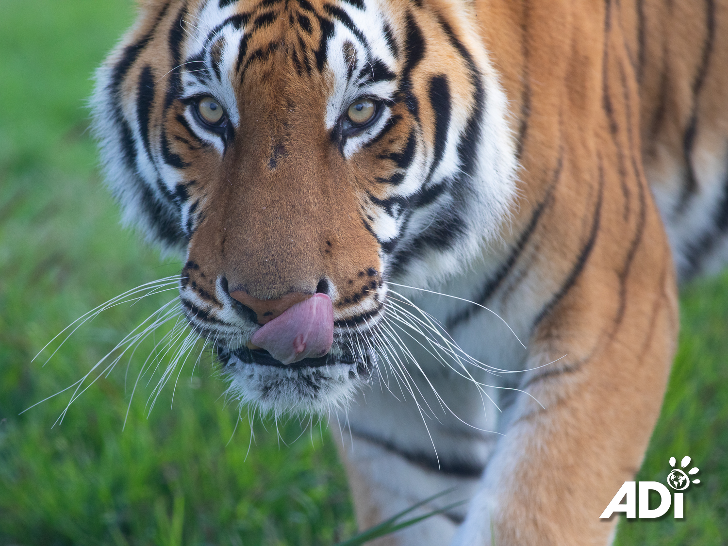 Max has seizure | ADI Wildlife Sanctuary