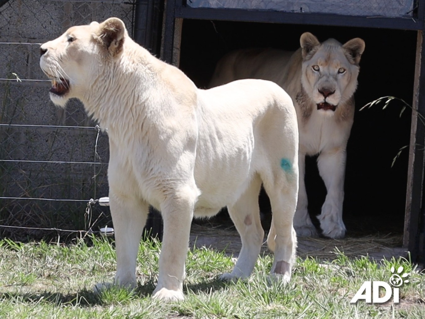 One step at a time Elsa and Lei-ah come out to explore | ADI Wildlife ...