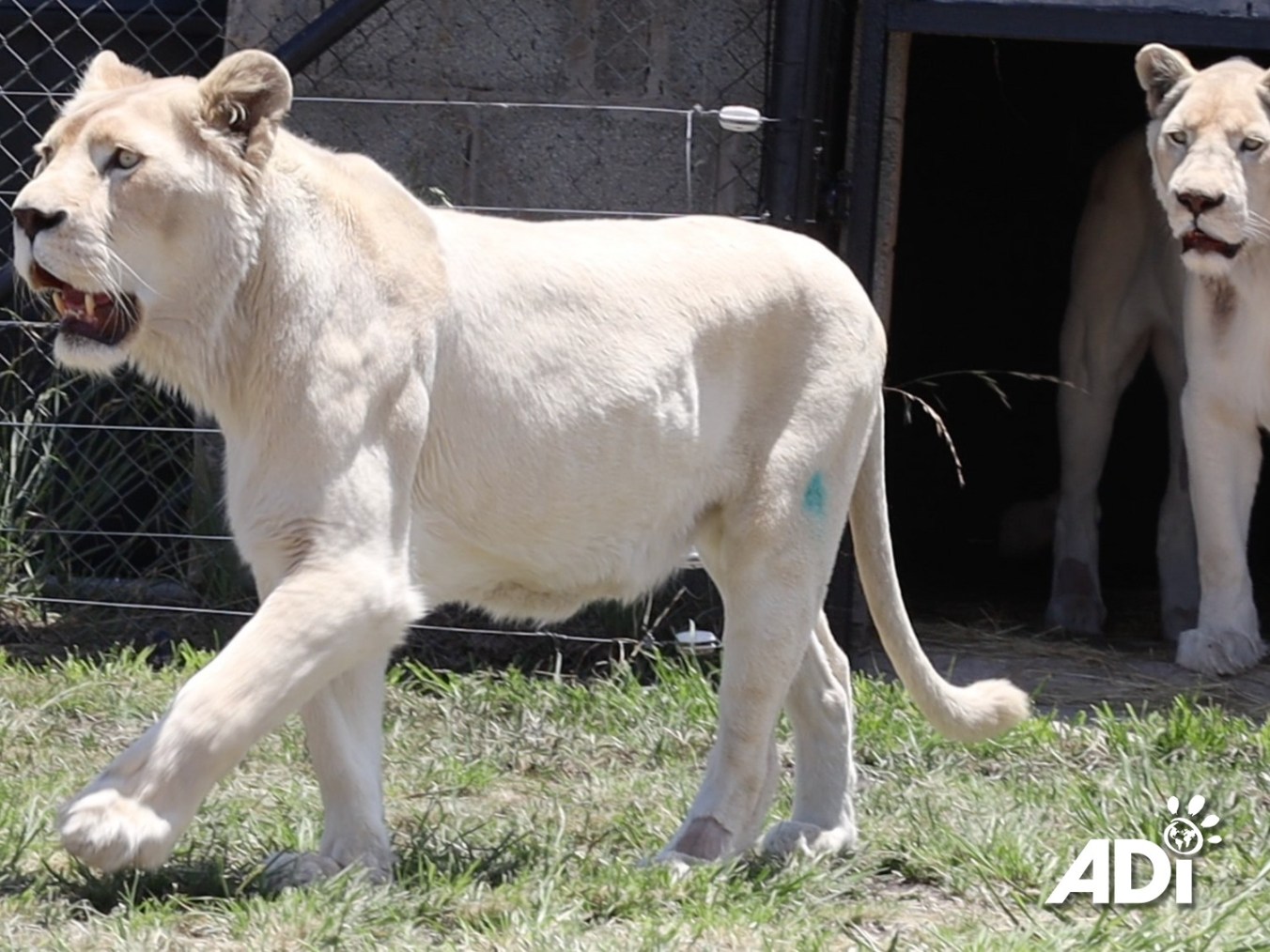 One step at a time Elsa and Lei-ah come out to explore | ADI Wildlife ...